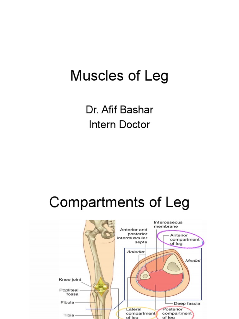 Muscles of Leg | PDF