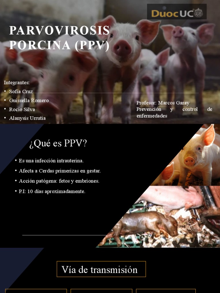Parvovirosis Porcina ppt | PDF