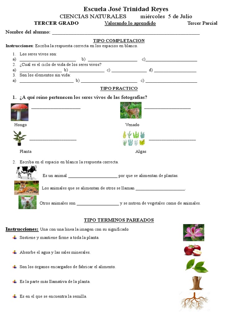 examen de ciencias naturales tercer grado | PDF