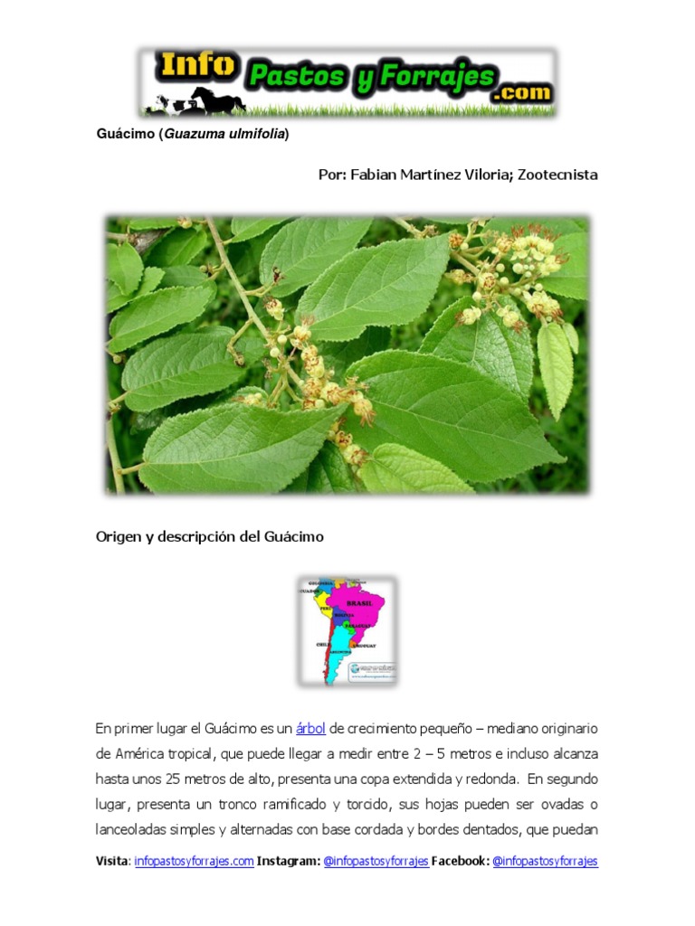 Ficha Técnica de Guácimo (Guazuma Ulmifolia) | PDF | Agricultura | Botánica