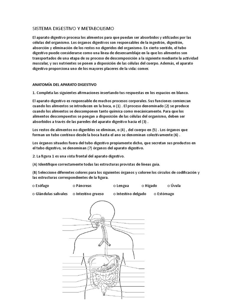Sistema Digestivo | PDF | Digestión | Sistema digestivo humano