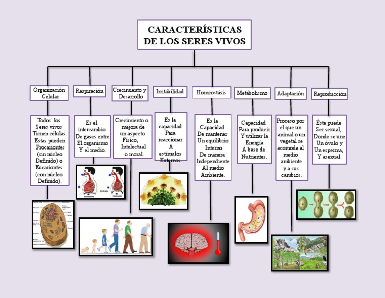 Mapa Conceptual de Las Caracteristicas de Los Seres Vivos | PDF