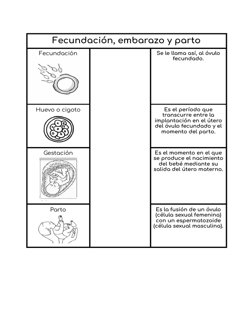 Ejercicio de clase Fecundacion | PDF