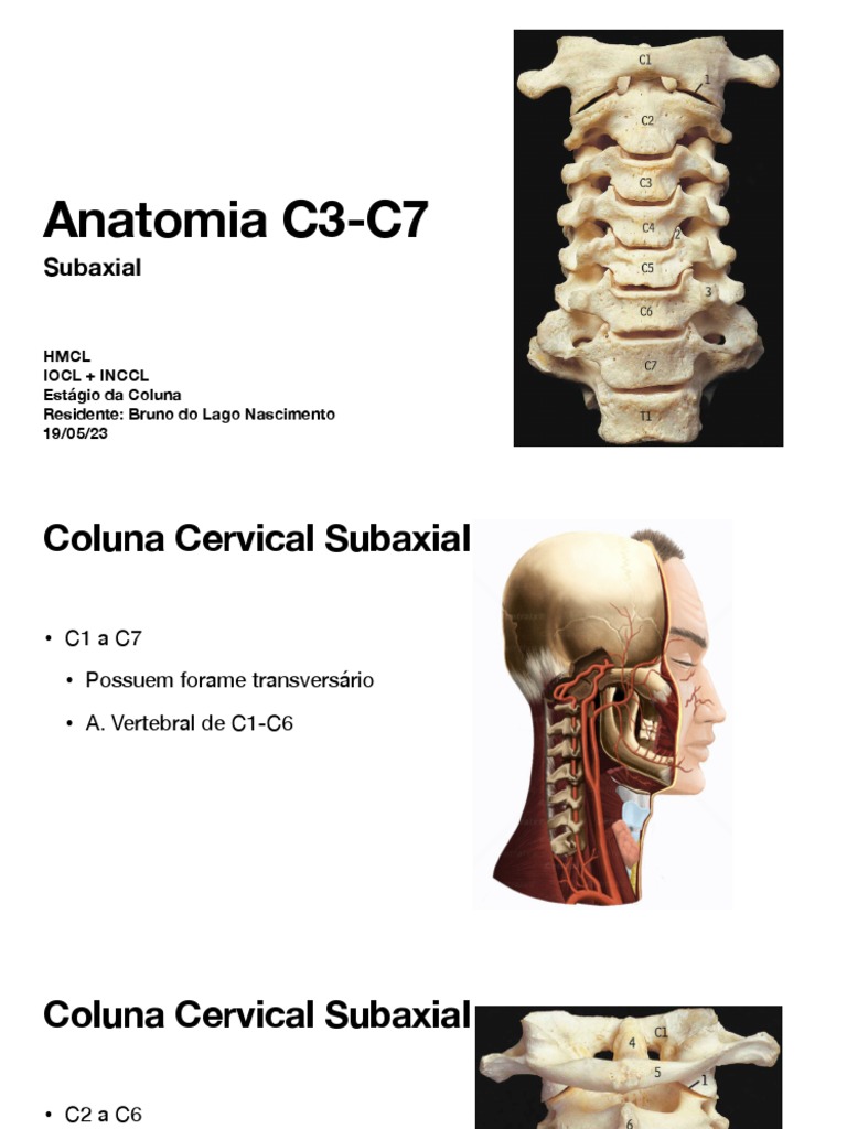 Anatomia c3-c7 | PDF