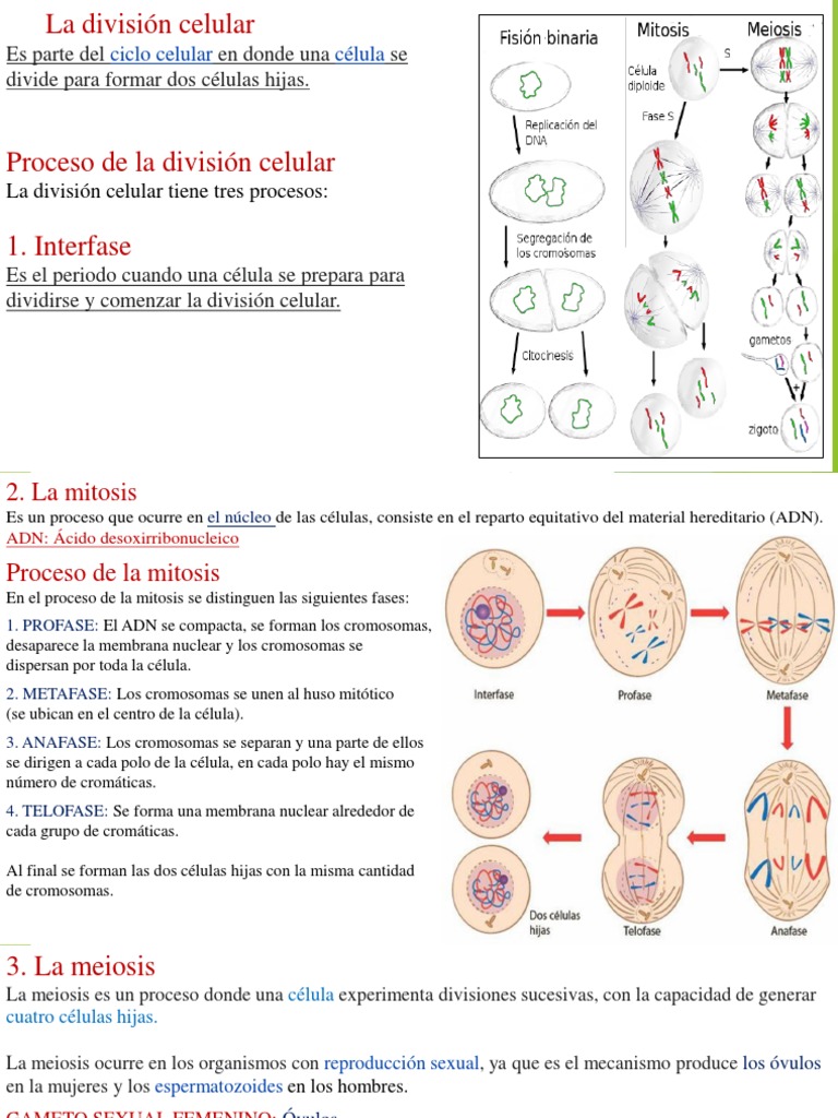 La Division Celular | PDF