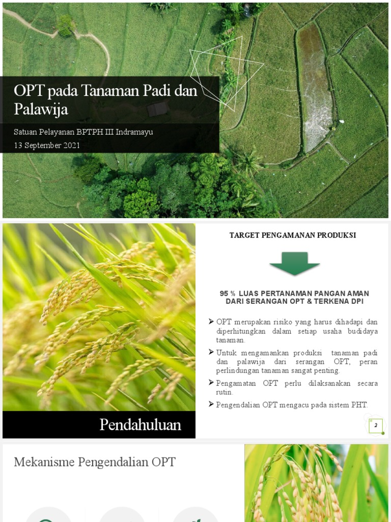 OPT Pada Tanaman Padi | PDF