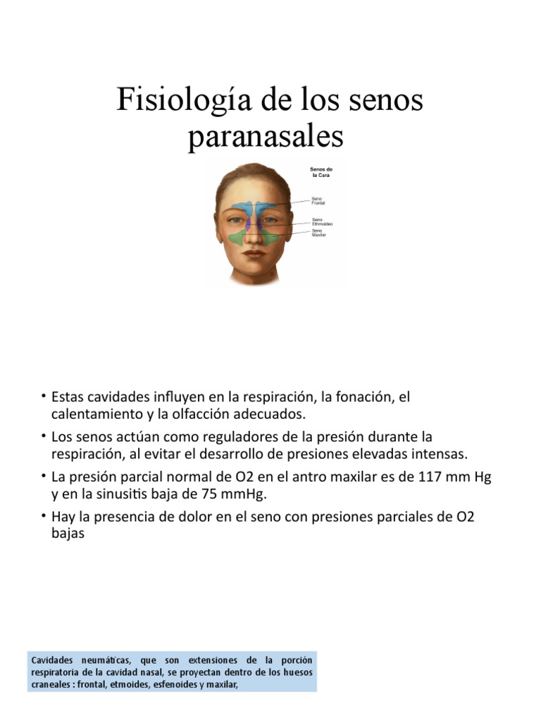 Fisiología y anatomía de senos paranasales | PDF | Sistema esquelético ...