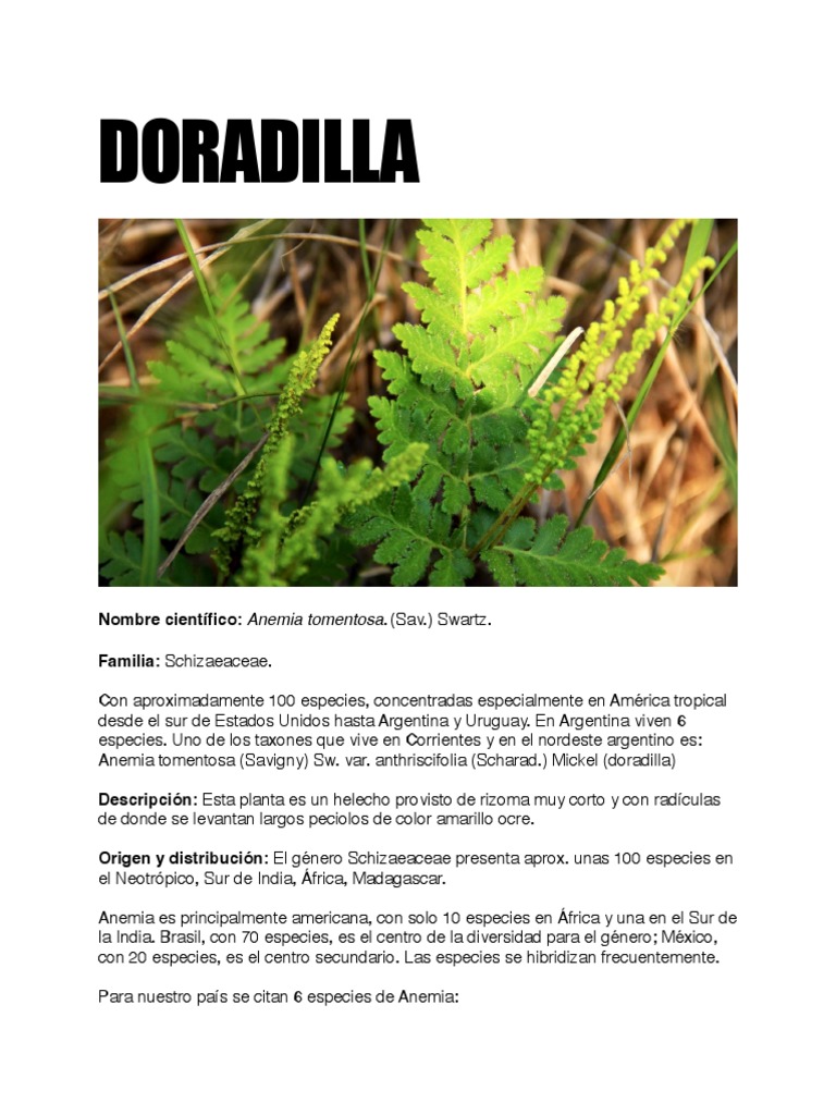 DORADILLA | PDF | Botánica | Plantas