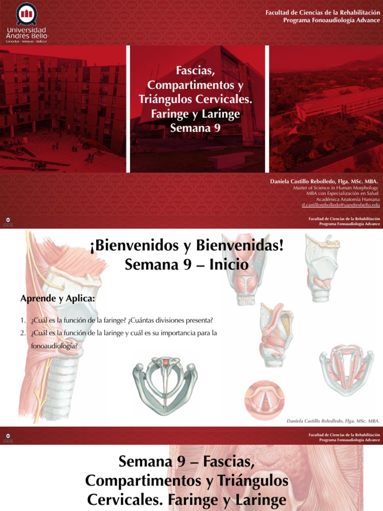 Semana 9 - Fascias, Compartimentos, Triángulos Cervicales, Faringe y ...