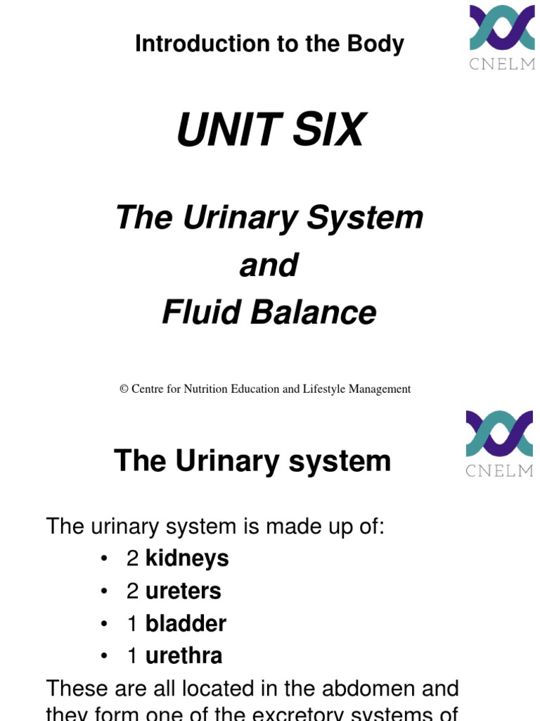 Overview of the Urinary System Functions | PDF | Kidney | Urinary Bladder