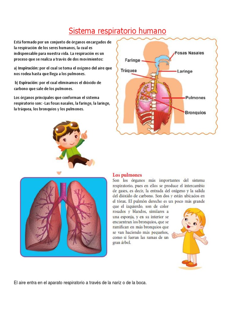 ficha de trabajo sistema respiratorio | PDF | Sistema respiratorio | Pulmón