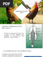 Anatomia y Fisiologia de Aparato Reproductor Del Gallo | PDF | Salud y ...