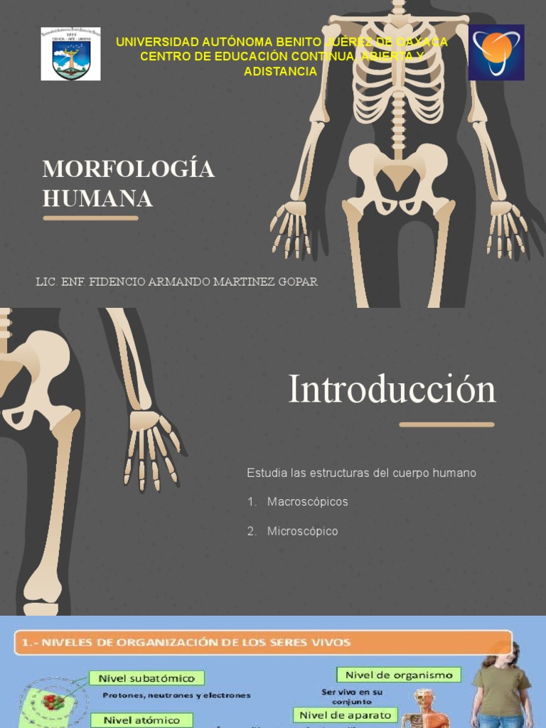 Morfologia Humana | PDF | Anatomía | Fisiología
