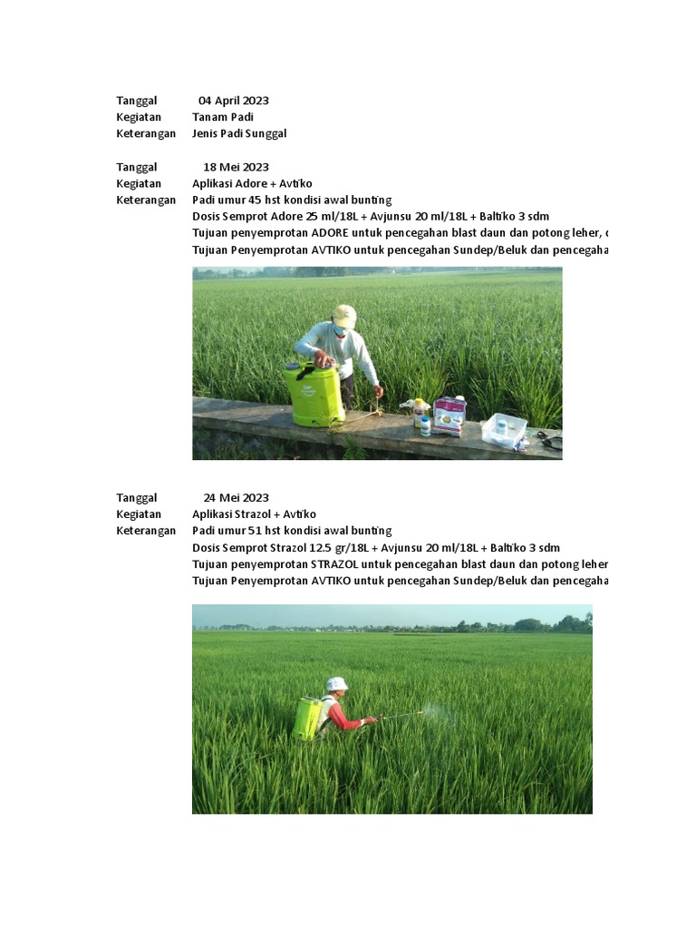 Panduan Perawatan Padi | PDF | Griya & Taman