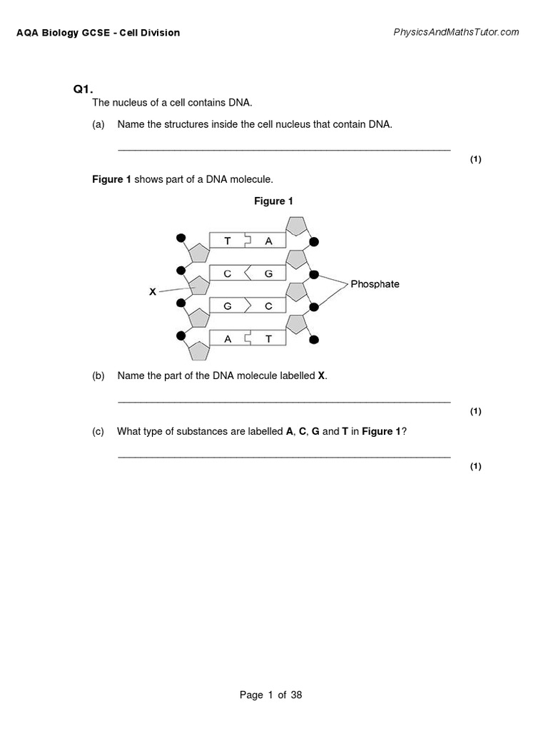 1.2 Cell Division QP | PDF | Reproduction | Cell (Biology)