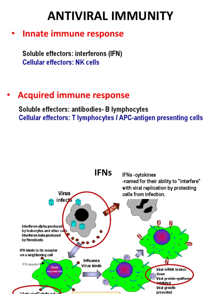 2 Antiviral Immunity Pdf Interferon Immune System