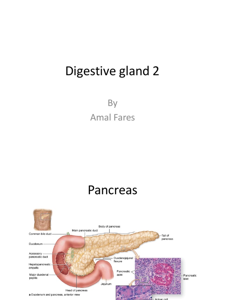 Digestive GL 2 | PDF | Pancreas | Hepatocyte