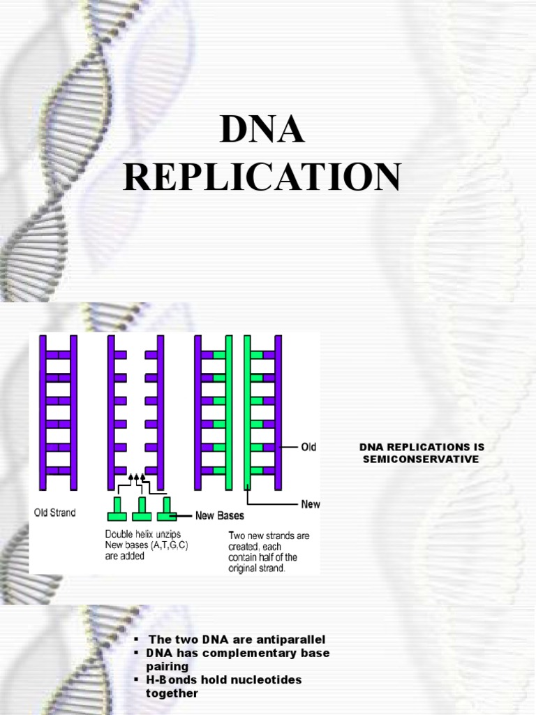 Biology 1 A Group 5 Dna Replication | PDF