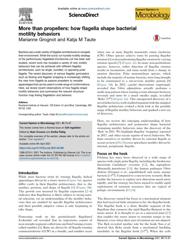 More than propellers - How flagella shape bacterial motility behaviors ...