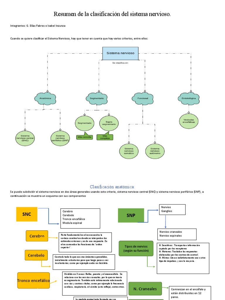 12 - 1 - Clasificación Del Sistema Nervioso | PDF | Sistema nervioso | Sistema nervioso central