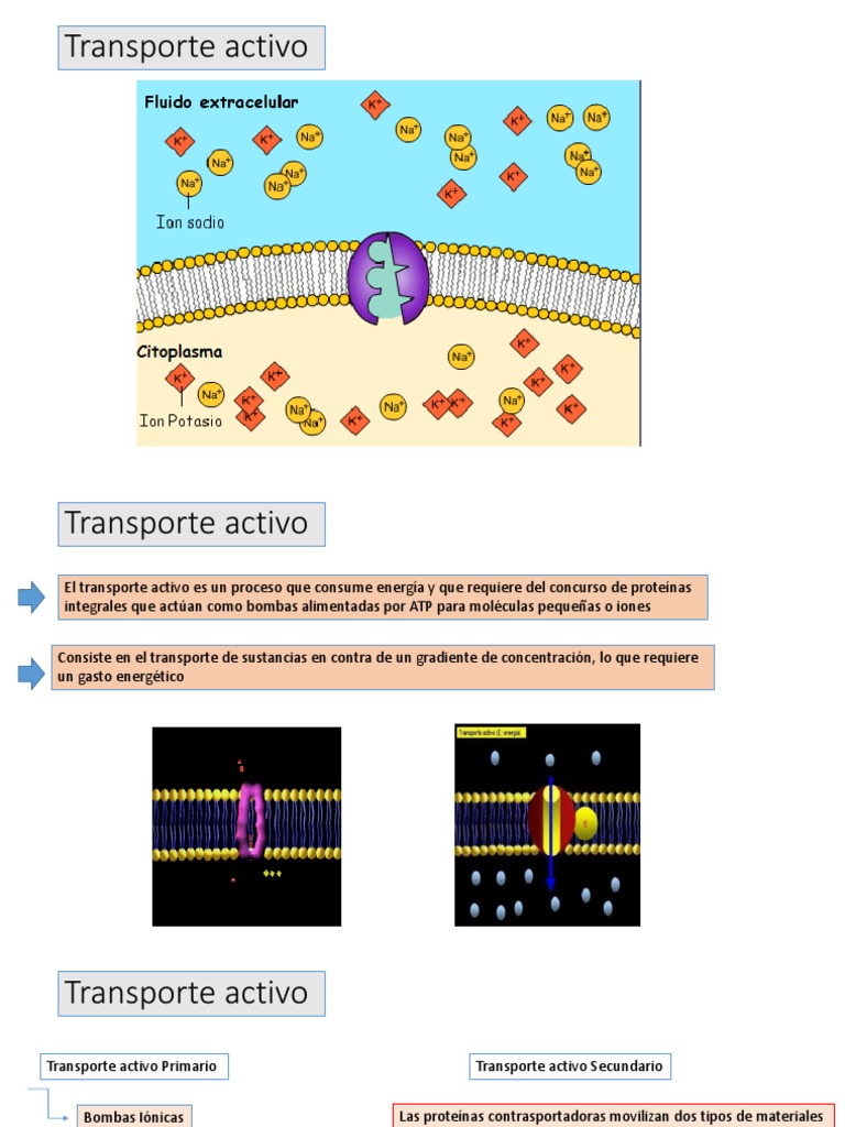 Transporte Activo | PDF | Membrana celular | Bioquímica
