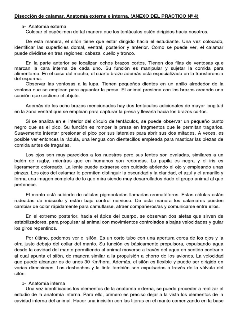 Anatomía del Calamar: Guía Completa | PDF | Branquia | Anatomía