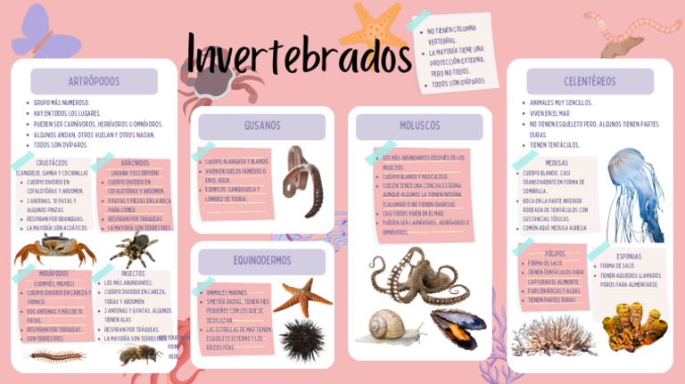 Esquema de Los Invertebrados | PDF | Invertebrado | Esqueleto