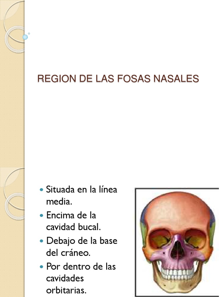 Fosas Nasalrs | PDF | Nariz humana | Cara