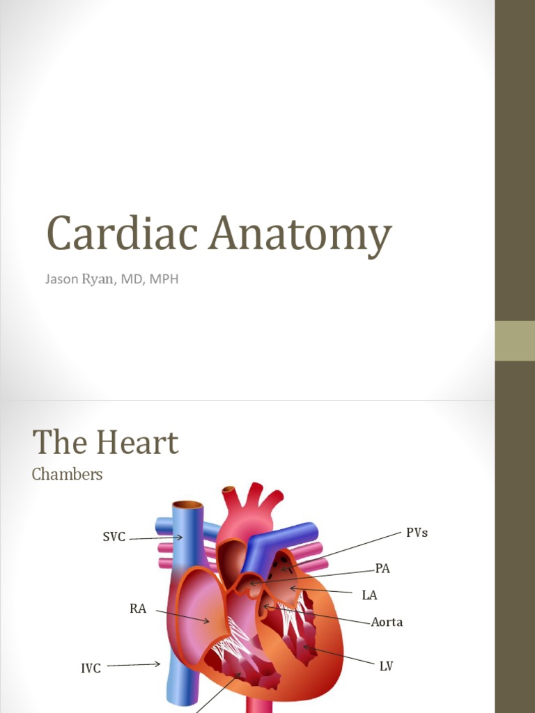 B&B CVS - Anatomy | PDF