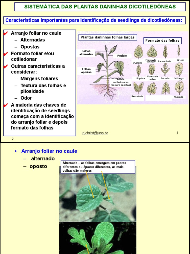 AULA 4 - Plantas Daninhas Dicotiledôneas | PDF | Folha | Botânica