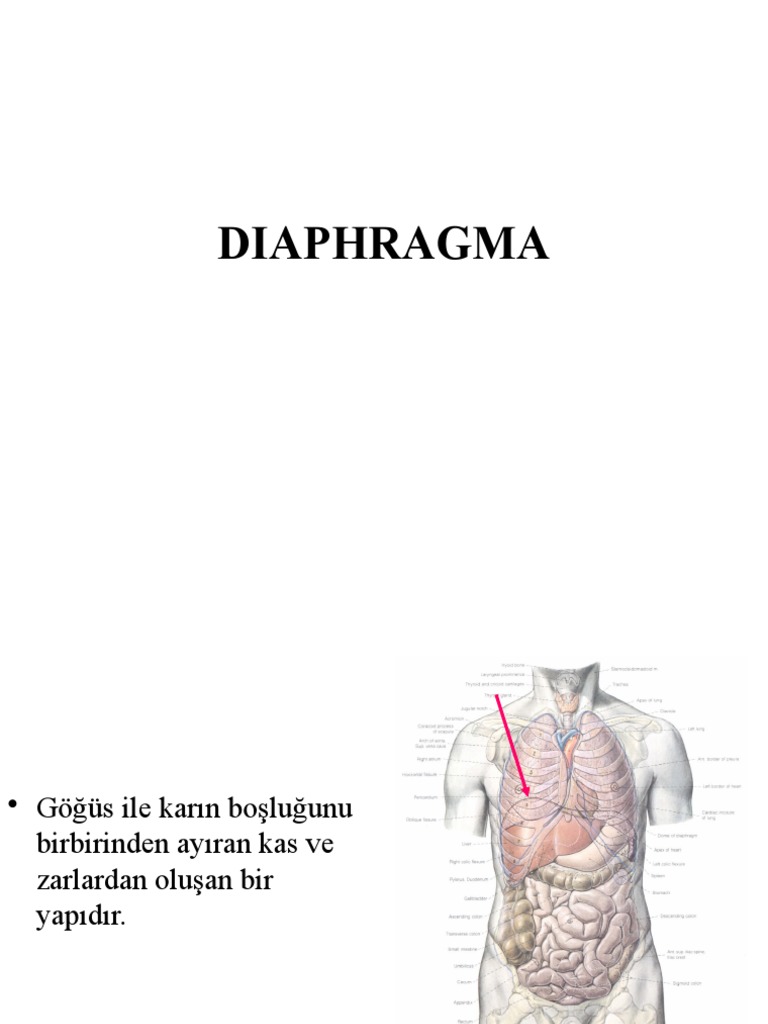 Diaphragma | PDF