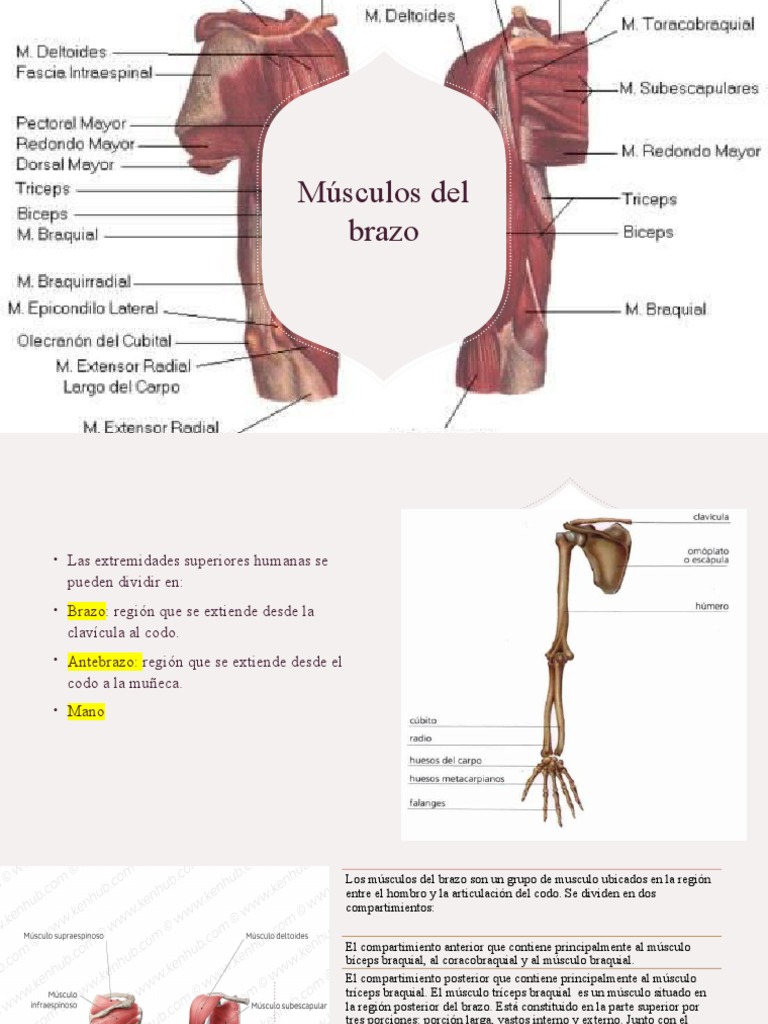 Músculos del brazo | PDF