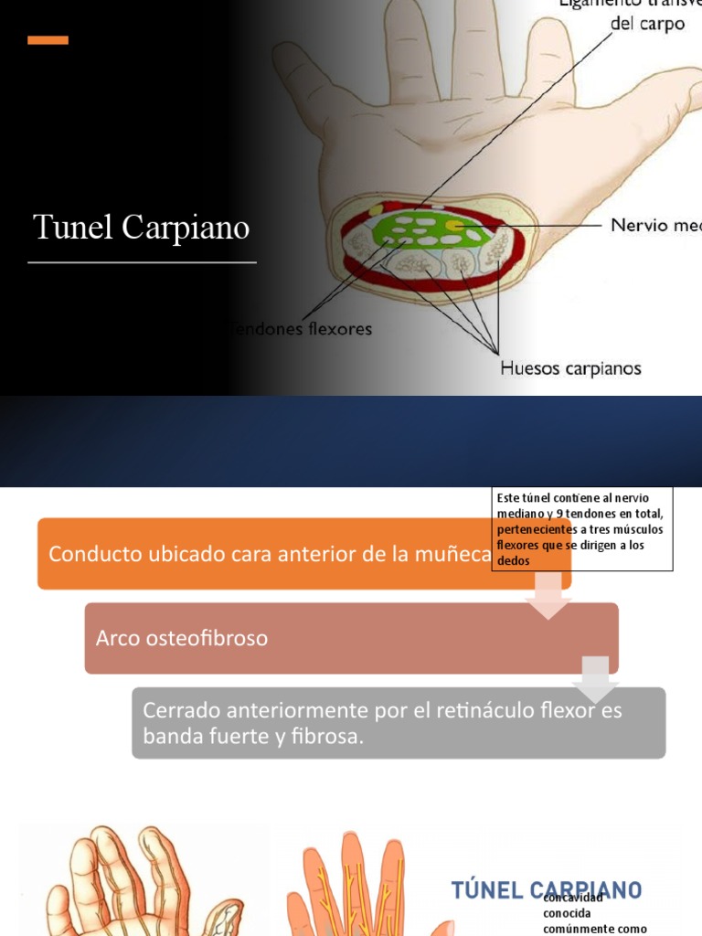 Anatomía del Túnel Carpiano | PDF