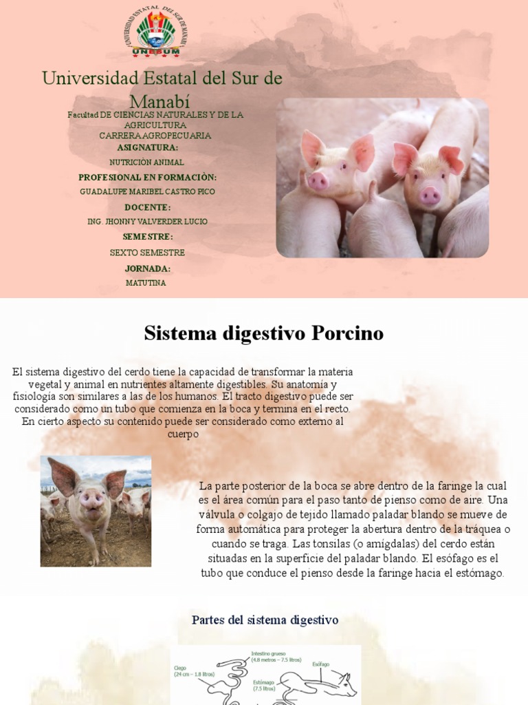 Anatomía y Fisiología del Cerdo | PDF | Sistema digestivo humano ...