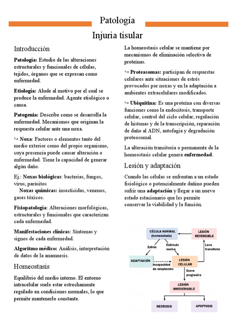 Injuria Tisular | PDF | Apoptosis | Biología Celular)
