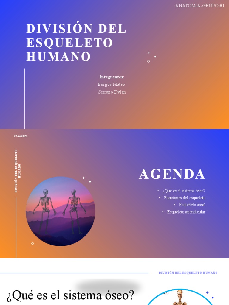 División Del Esqueleto Humano | PDF | Esqueleto | Hueso