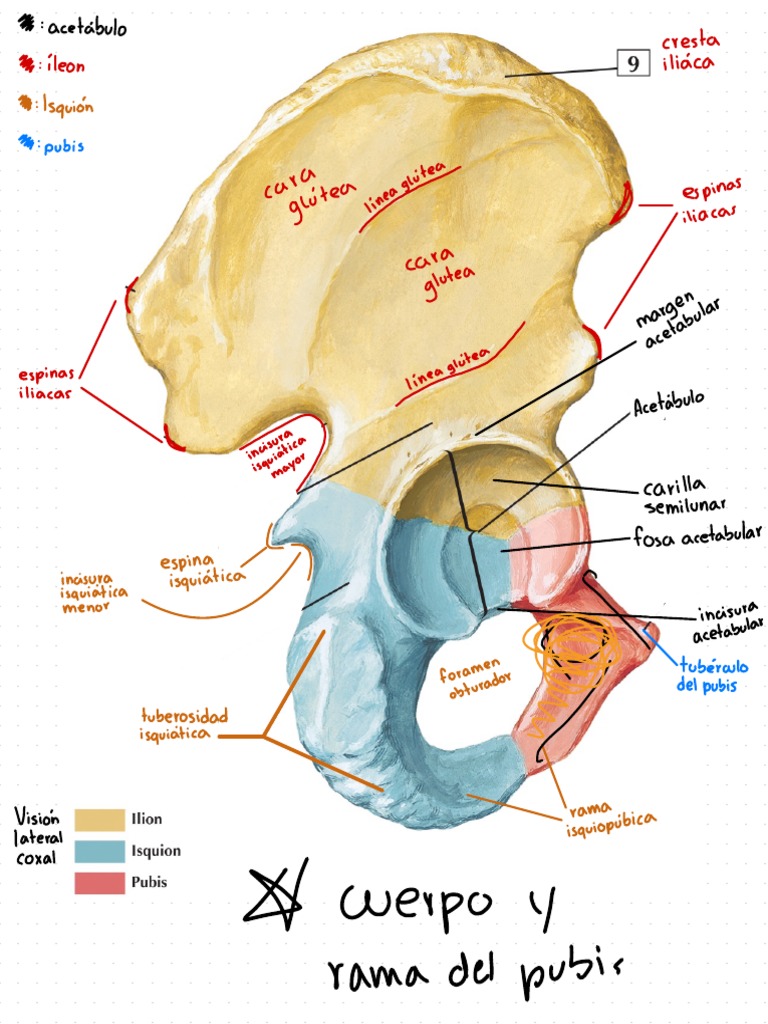 Anatomía Del Acetábulo Anatomía Del Miembro Inferior | E Anatomy