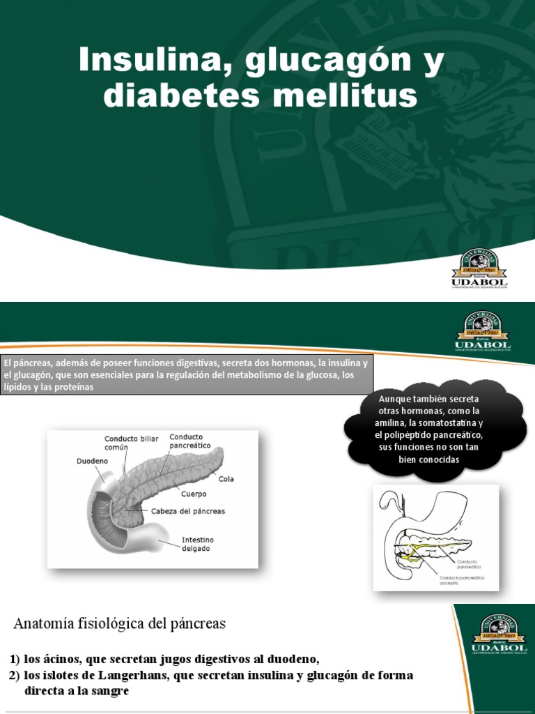 Insulina Glucagon | PDF | Insulina | Páncreas