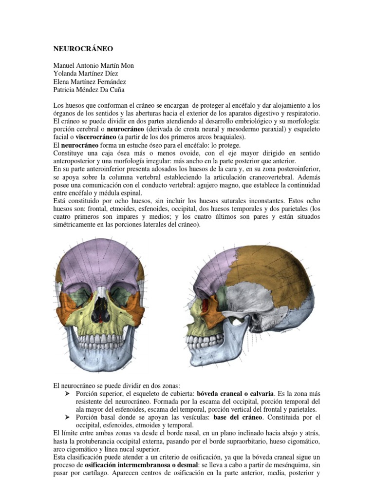 NEUROCRANEO | PDF | Cráneo | Cabeza y cuello humanos