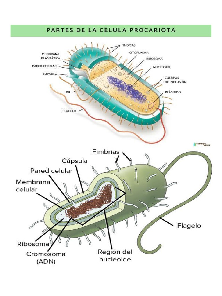 Celula Procariota | PDF