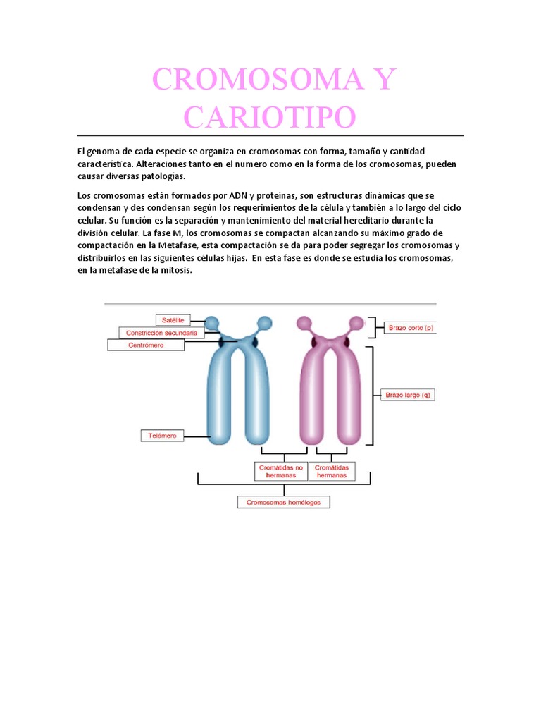 Cromosoma y Cariotipo | PDF | Cromosoma | Cariotipo