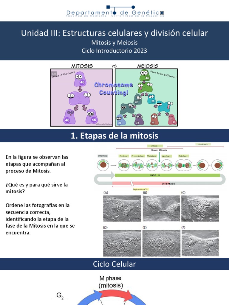 Taller Mitosis y Meiosis PPT 2023 | PDF | Mitosis | Mitosis
