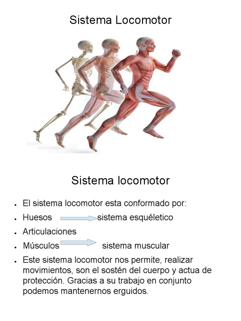 Sin Título 2 Sistema Locomotor | PDF