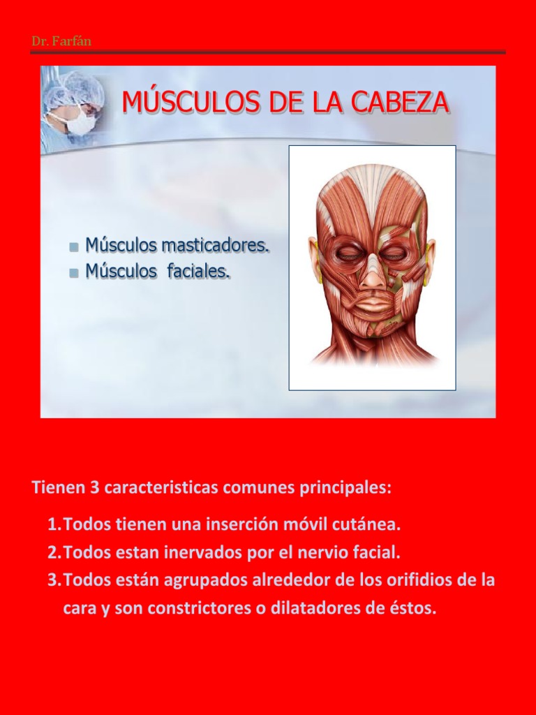 Musculos de La Cabeza | PDF | Cara | Anatomía humana