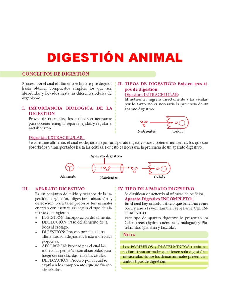 Digestión Animal | PDF | Digestión | Sistema digestivo humano