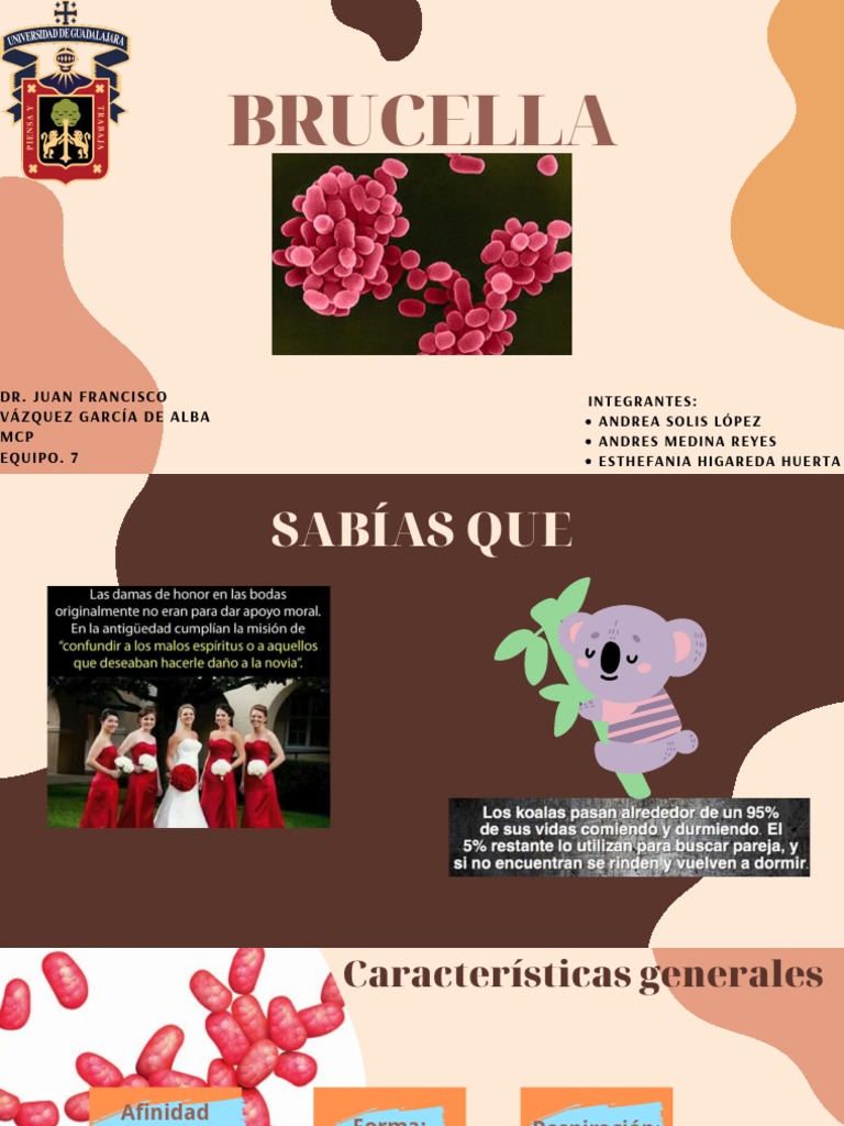 Brucella | PDF | Especialidades Medicas | Microbiología