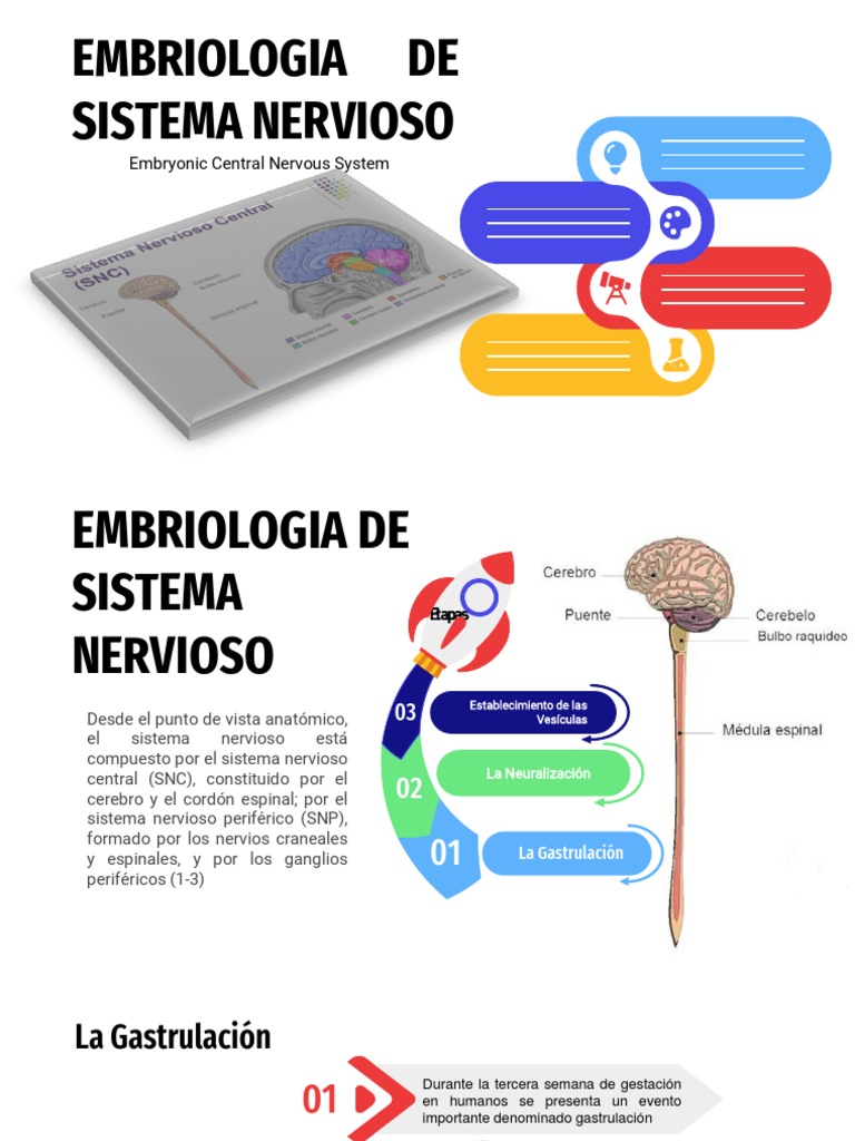 SNC Embriologia | PDF | Zoología | Biología