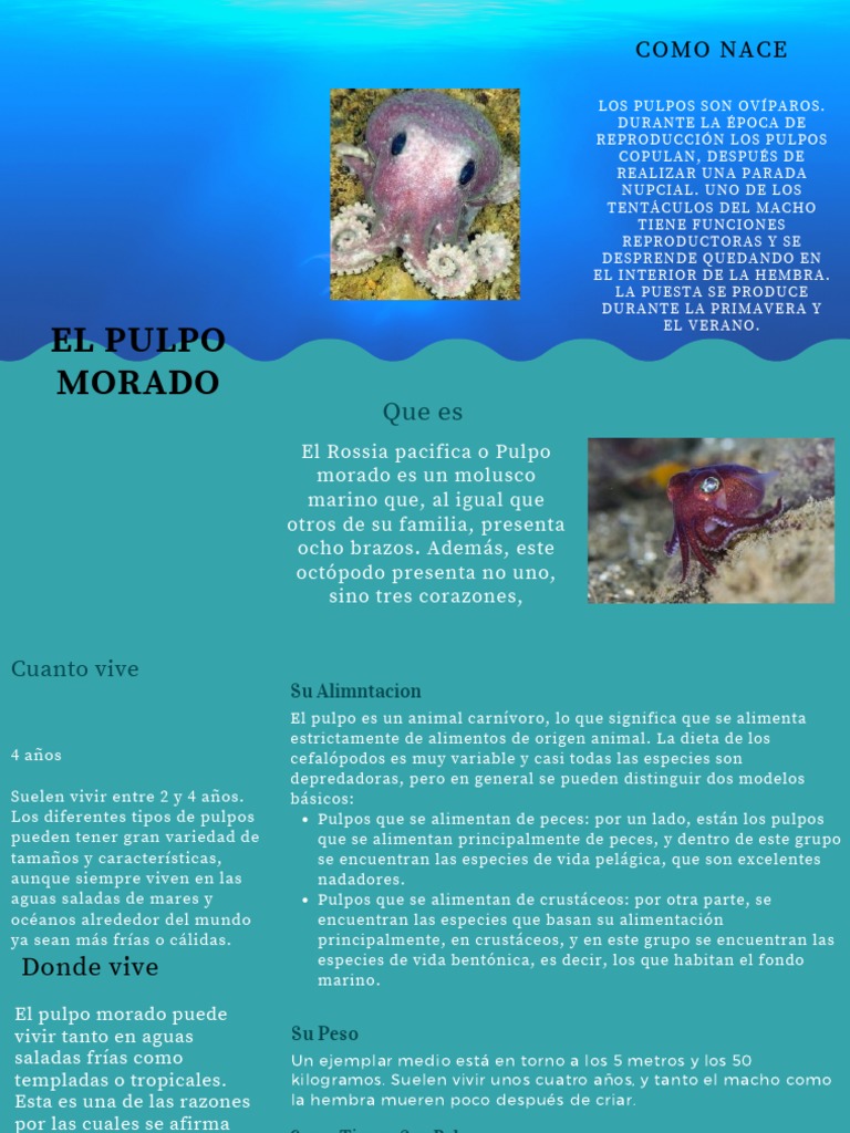 Informacion Sobre El Pulpo Morado | PDF | Pulpo | Organismos