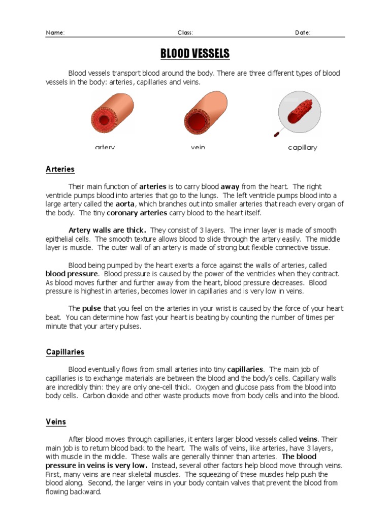 Blood Vessels Worksheet | PDF | Artery | Vein