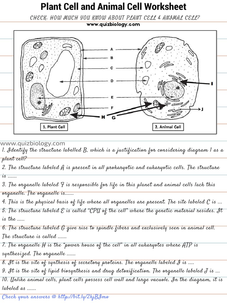 Plant Cell and Animal Cell Worksheet | PDF | Wellness | Science ...